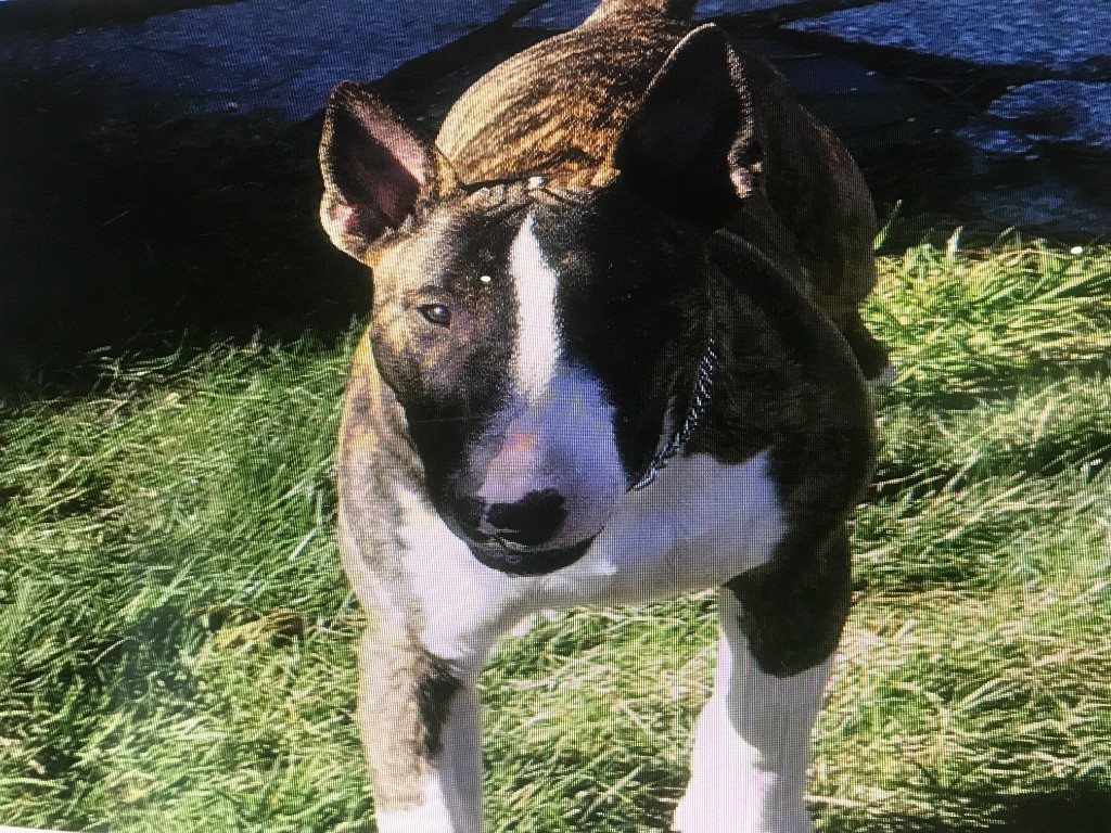 Accueil - Elevage Des Minis De Belzebulls - eleveur de chiens Bull ...